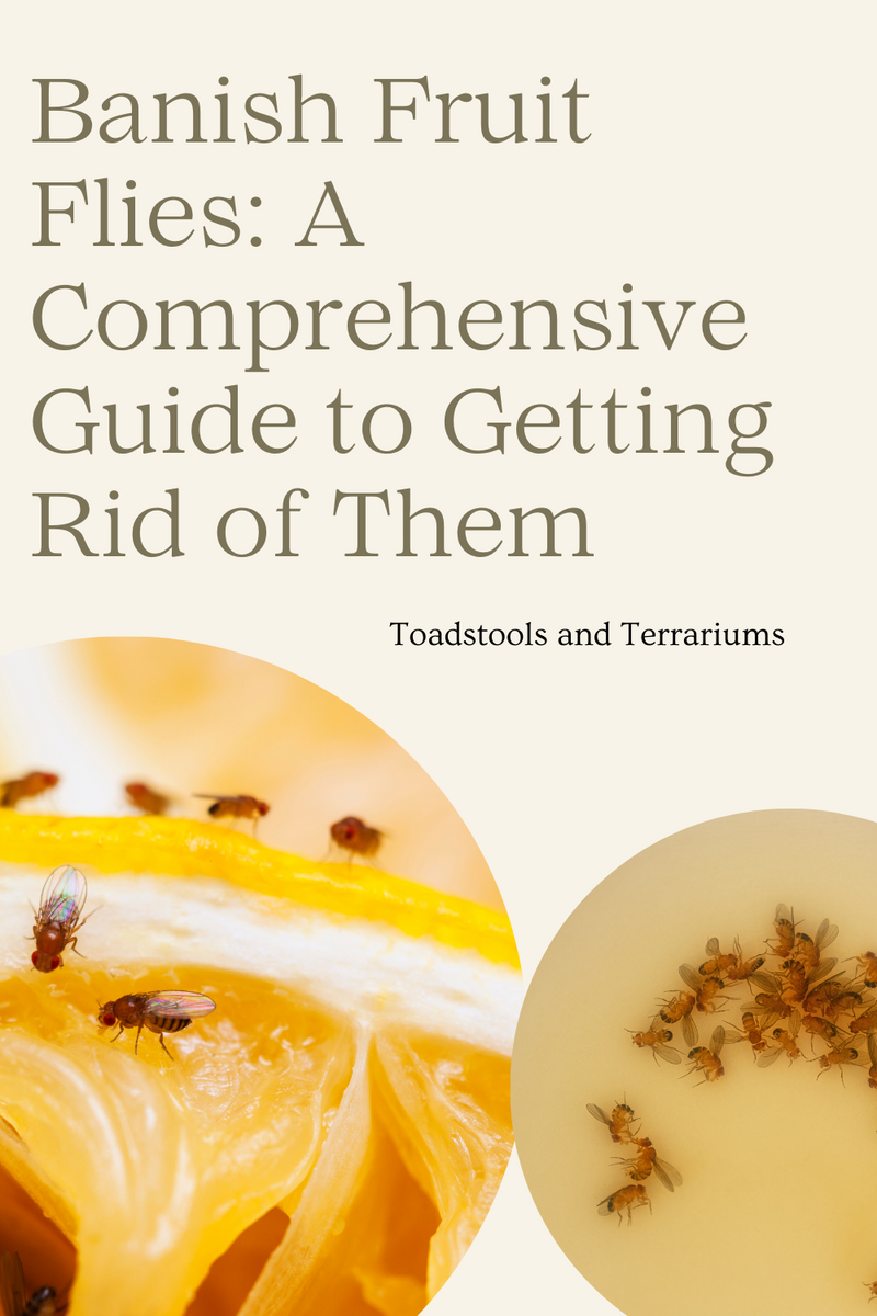 Banish Fruit Flies: A Comprehensive Guide to Getting Rid of Them – Toadstools And Terrariums