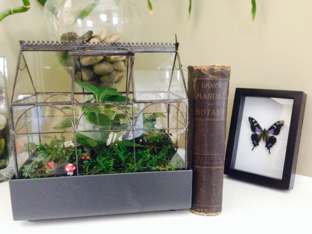 What to Forage in May in the PNW: Spring Greens, Blossoms & Forest Fun ...